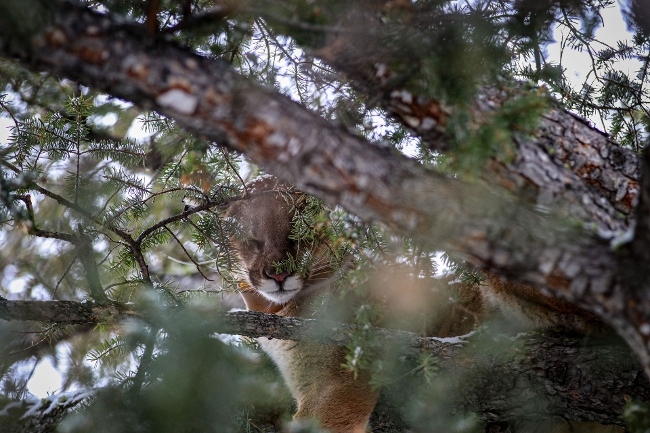 ABOUT FWP :: Fish And Wildlife Commision | Montana FWP