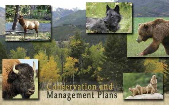 Management & Policy | Montana FWP