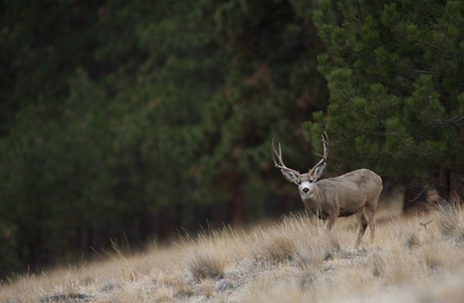 Hunt In Montana | Montana FWP
