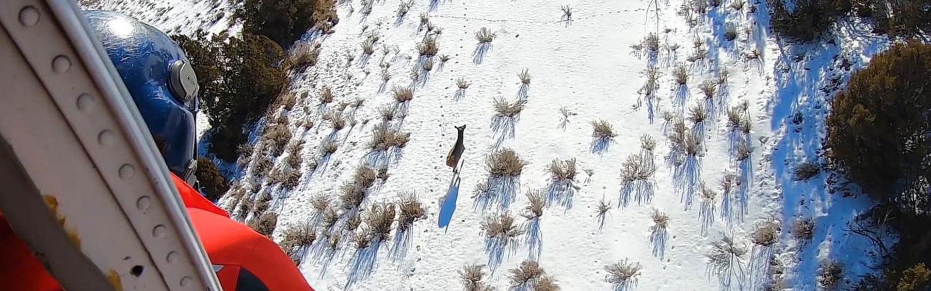 Elk Research | Montana FWP