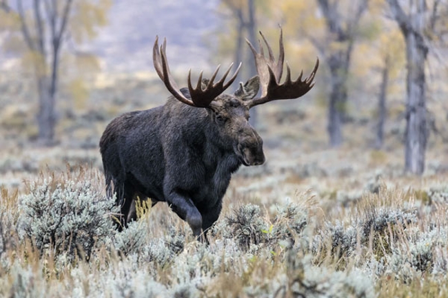 Home Page | Montana FWP