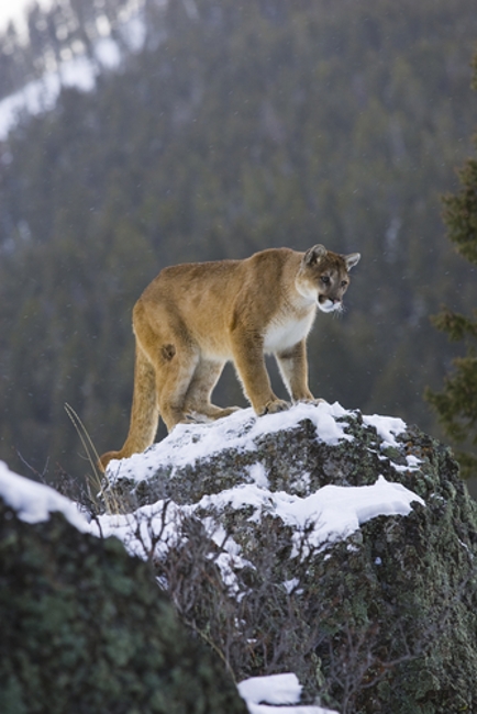 Home Page | Montana FWP