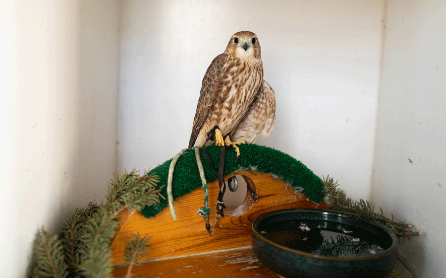 Montana WILD Rehabilitation Center Ambassador Birds | Montana FWP