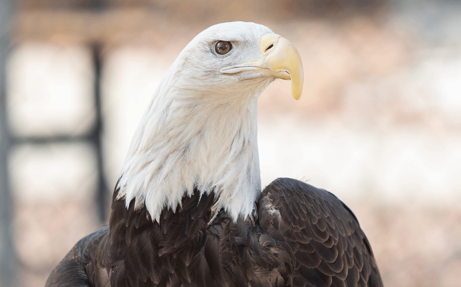 Montana WILD Rehabilitation Center Ambassador Birds | Montana FWP