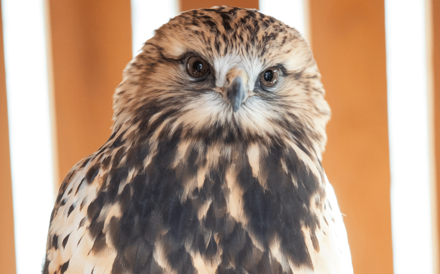 Montana WILD Rehabilitation Center Ambassador Birds | Montana FWP
