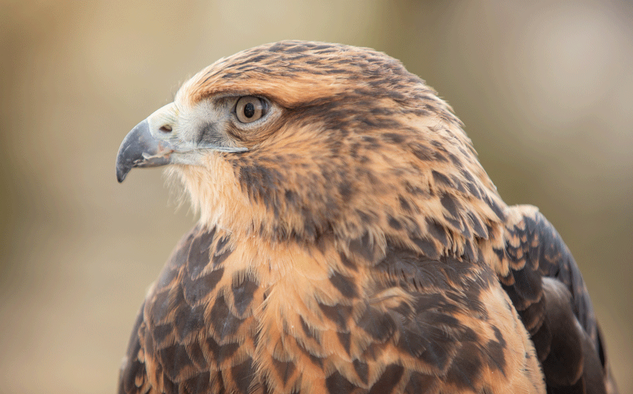 Montana WILD Rehabilitation Center Ambassador Birds | Montana FWP