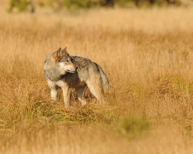 Home Page | Montana FWP