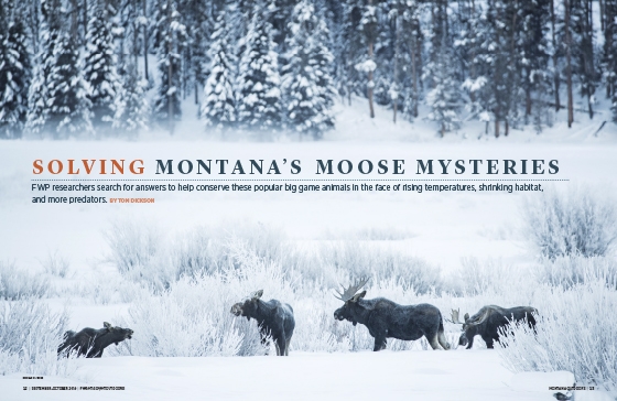 Hunt By Species: Moose | Montana FWP