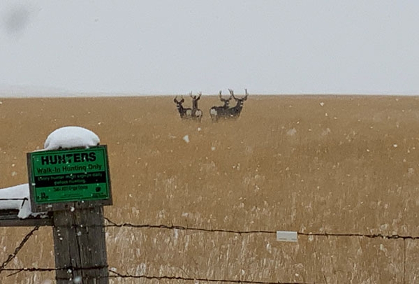 Block Management: Region 5 | Montana FWP