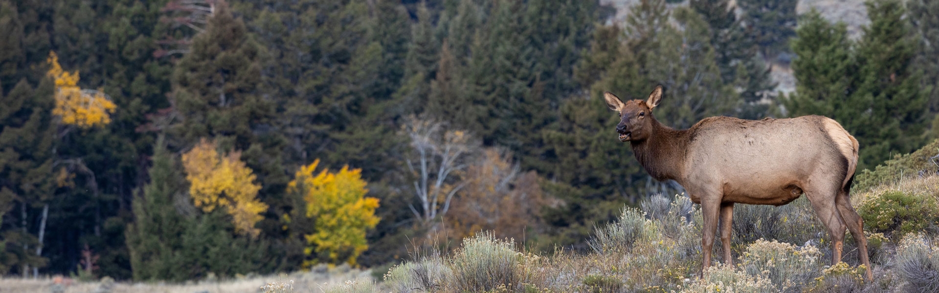 Fish And Wildlife Commision | Montana FWP