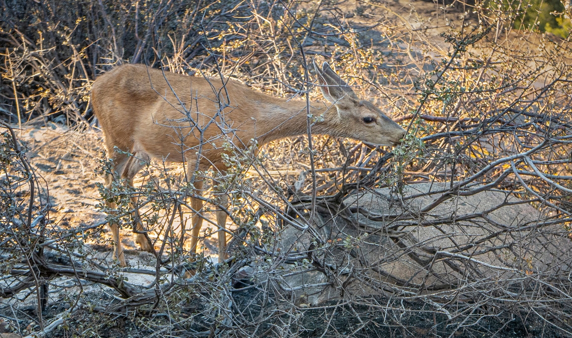 Home Page | Montana FWP