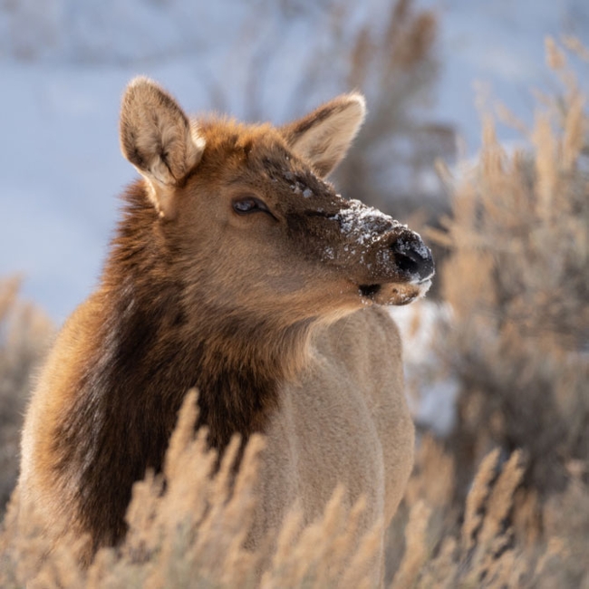 Home Page | Montana FWP