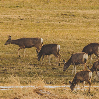 Hunt In Montana | Montana FWP