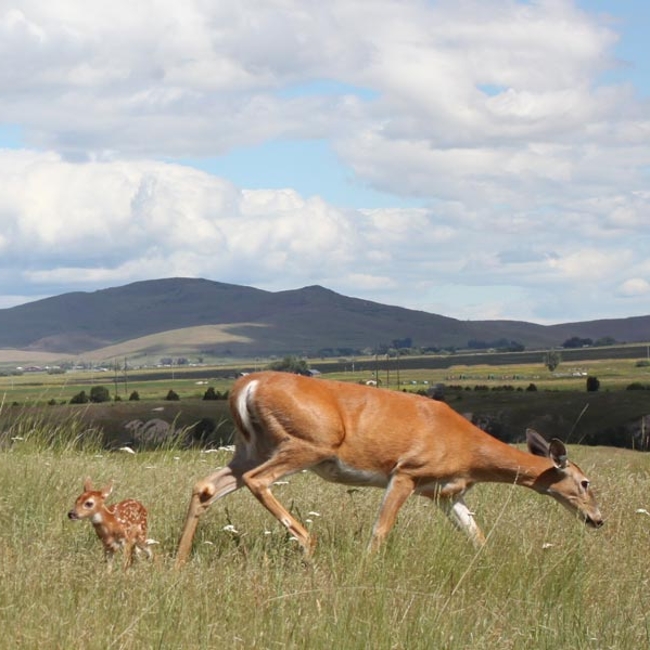 ABOUT FWP :: Fish And Wildlife Commision | Montana FWP