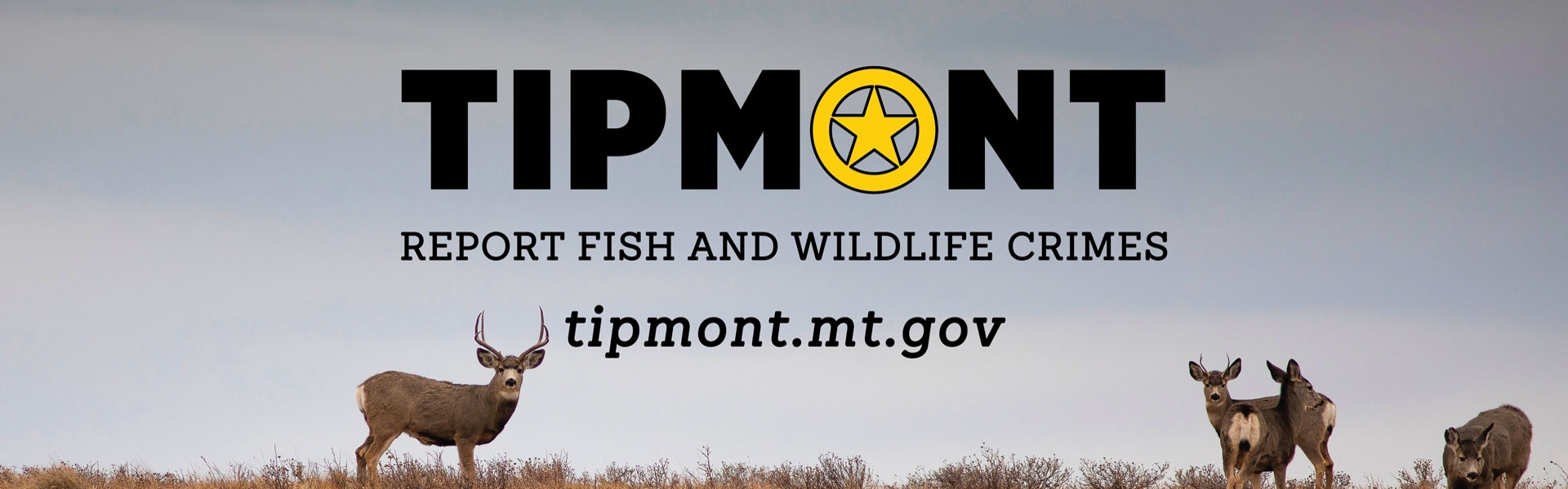 TIP-MONT | Montana FWP