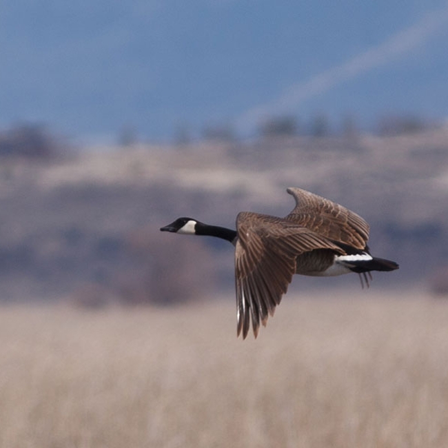 ABOUT FWP :: Fish And Wildlife Commision | Montana FWP