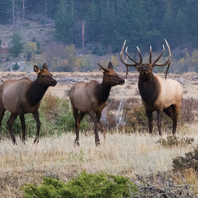 FWP Region 1 (Northwest Montana) | Montana FWP