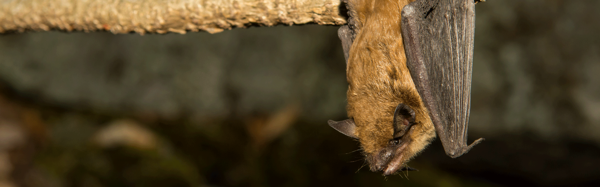 Bat | Montana FWP