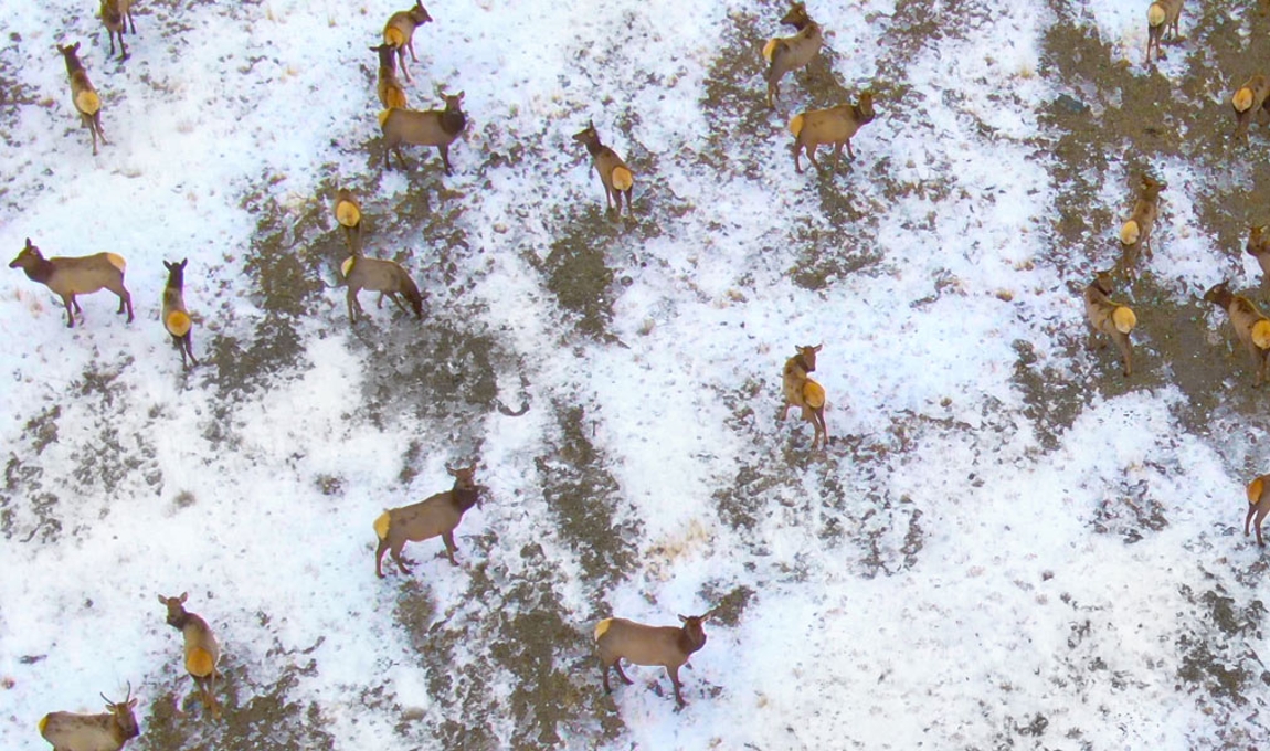 Home Page | Montana FWP