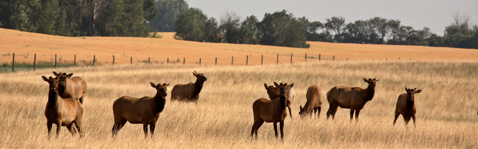 Game Damage Program | Montana FWP