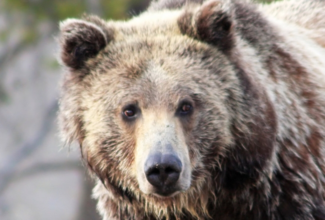 Bears In Montana | Montana FWP