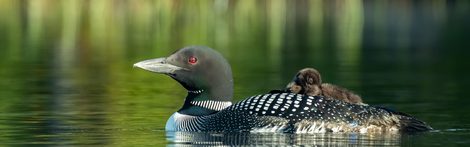 Common Loon | Montana FWP