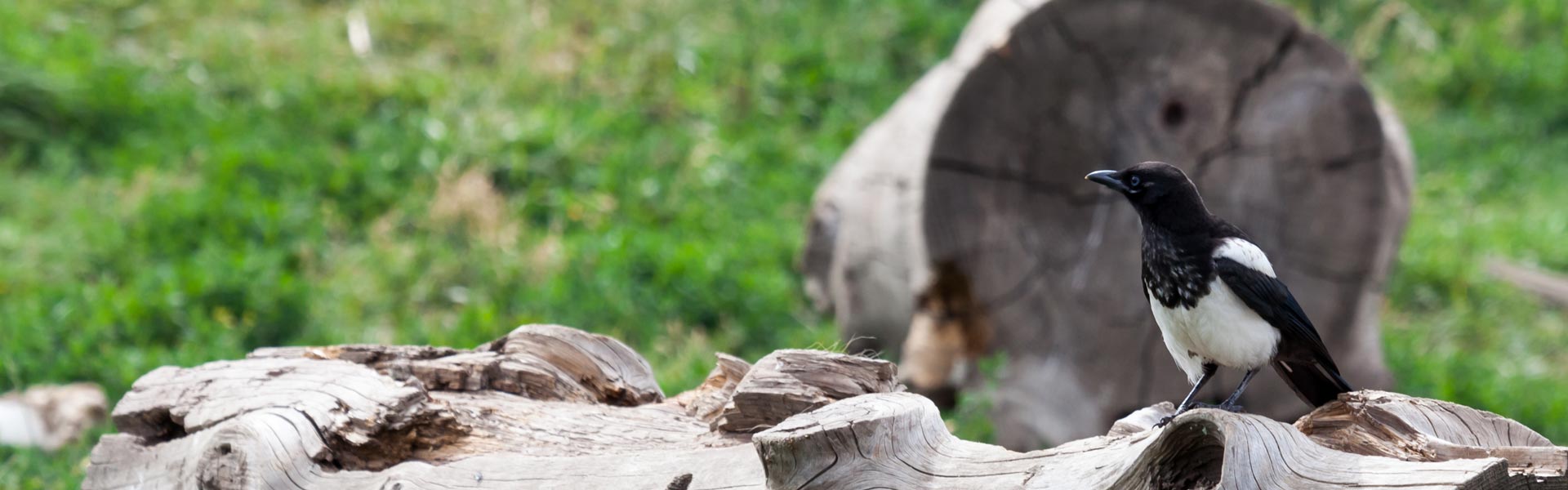 Living With Magpies | Montana FWP